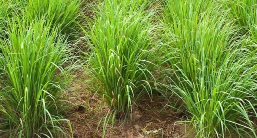 Capim-santo - benefícios e propriedades medicinais - Mais Estilo de Vida