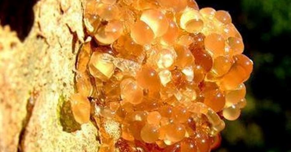 Propriedades e Benefícios da Resina da Árvore Angico - Mais Estilo de Vida
